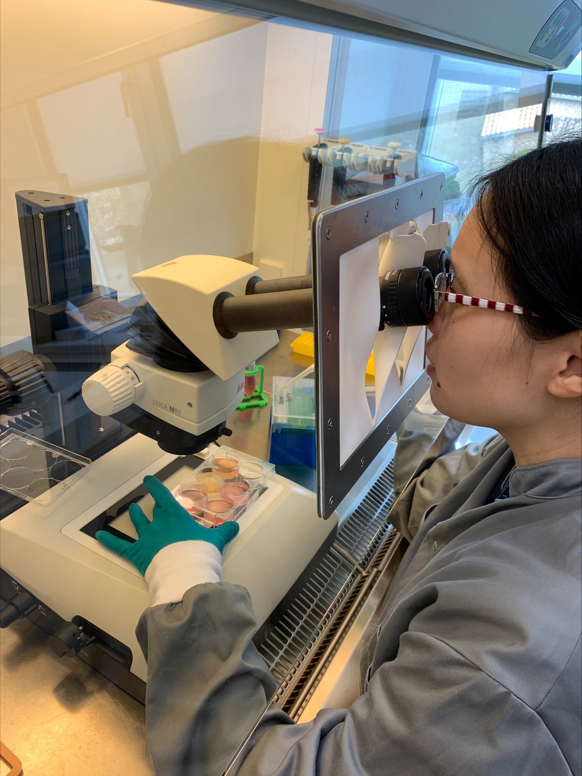 A new open protocol delivers a high-quality tool for human in vitro ...