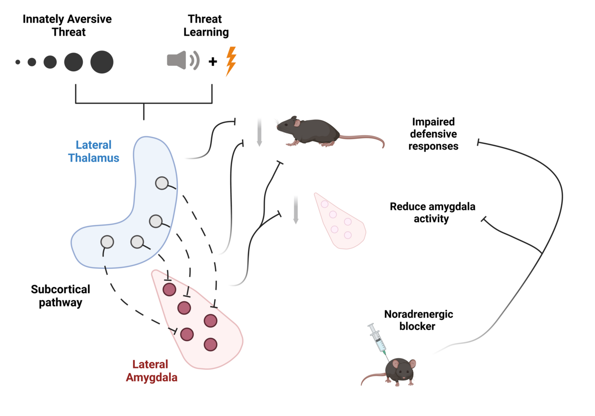 DANDRITE research group uncovers how we react to danger and learn from them